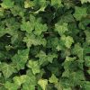 Baltic Ivy 2gal - TERRA Greenhouses