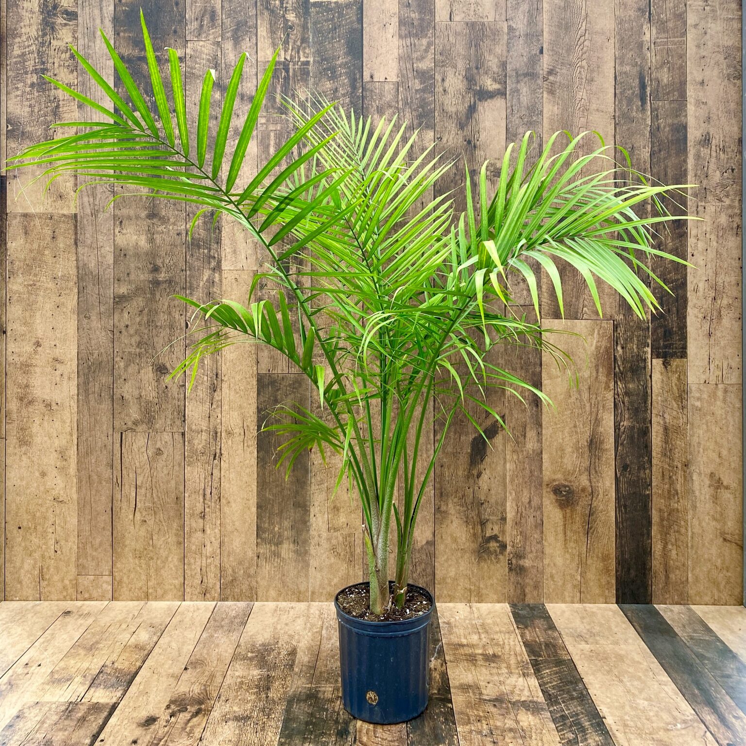 Majesty Palm (10" pot) - TERRA Greenhouses