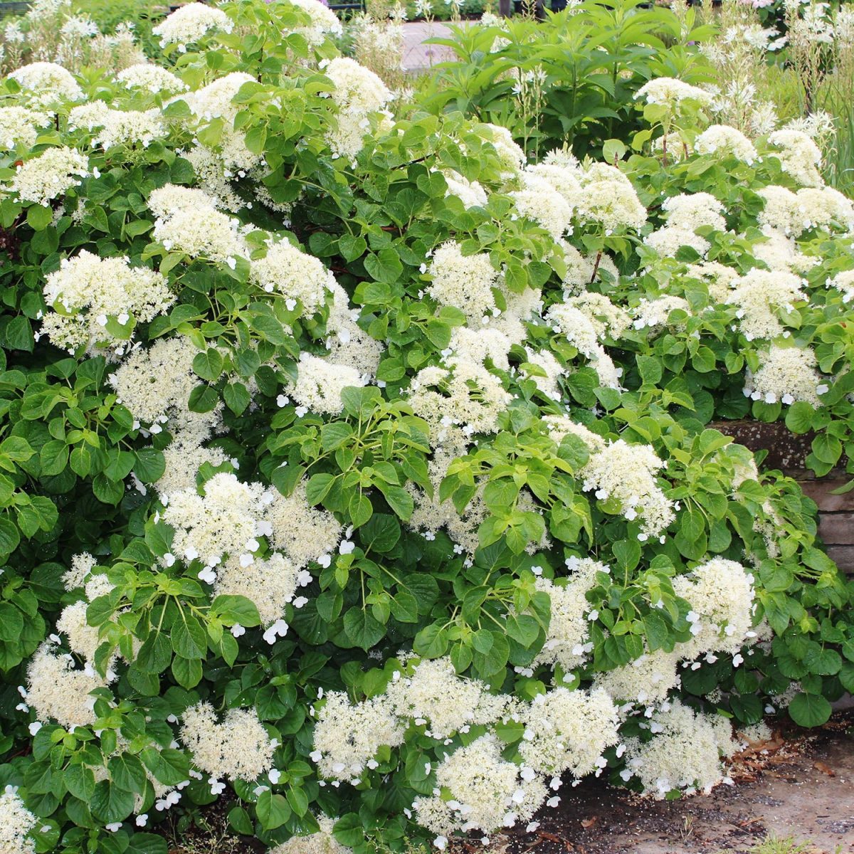 Climbing Hydrangea (2 gal pot) - TERRA Greenhouses