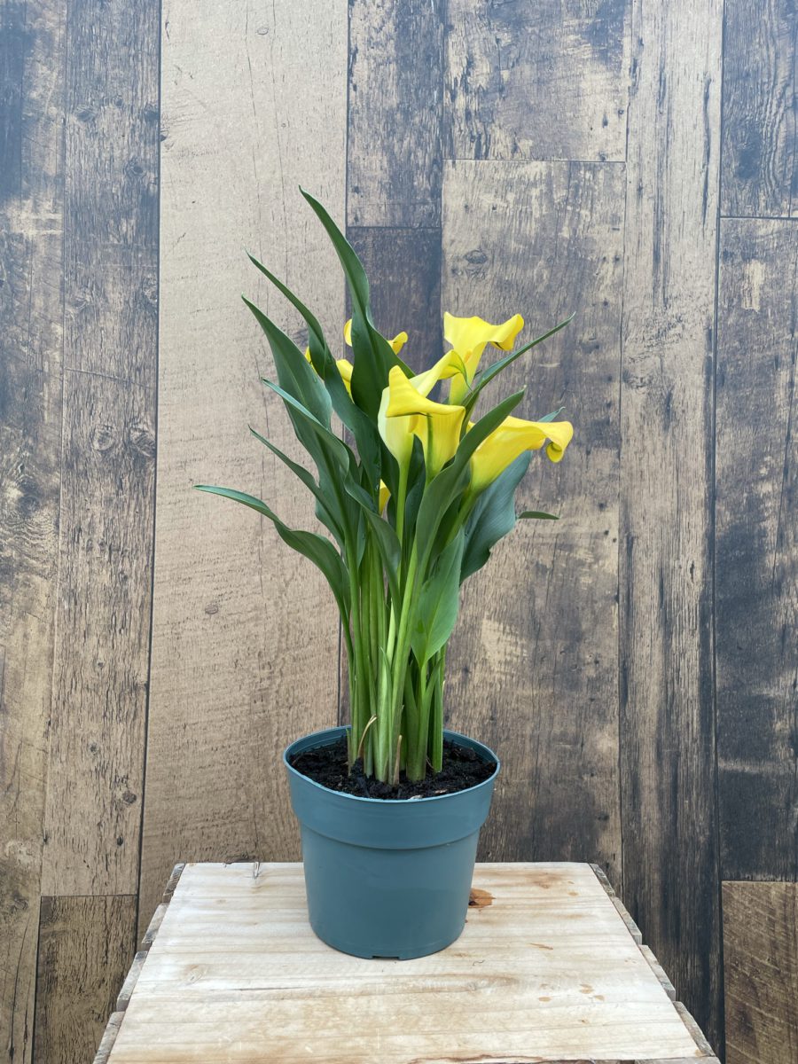 Calla Lily (multiple sizes available) - TERRA Greenhouses