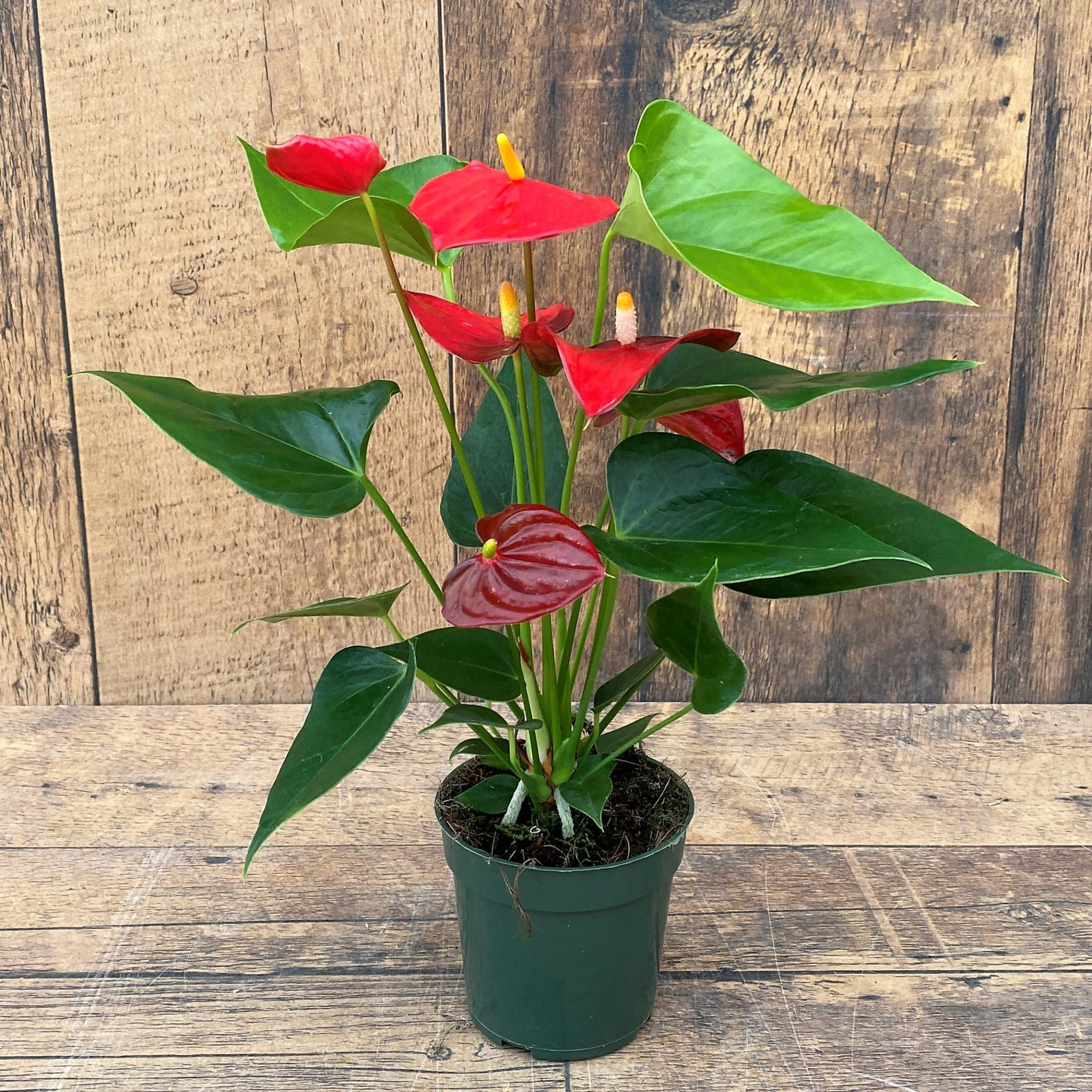 Anthurium (multiple sizes & colours available) - TERRA Greenhouses