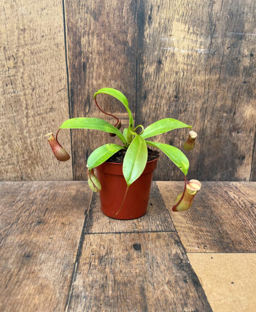 Asian Pitcher Plant (3.25" pot) - TERRA Greenhouses