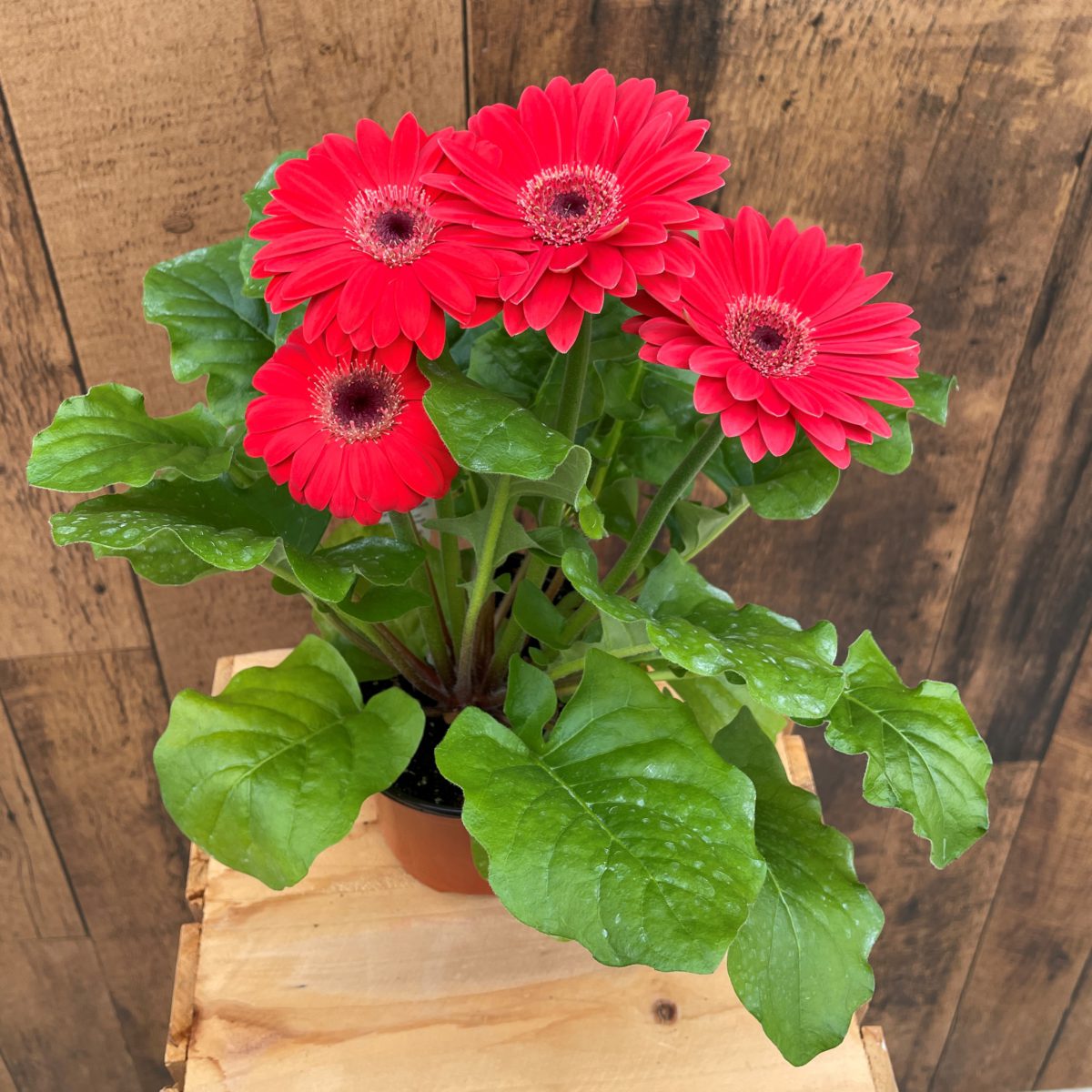 6" Annuals - TERRA Greenhouses