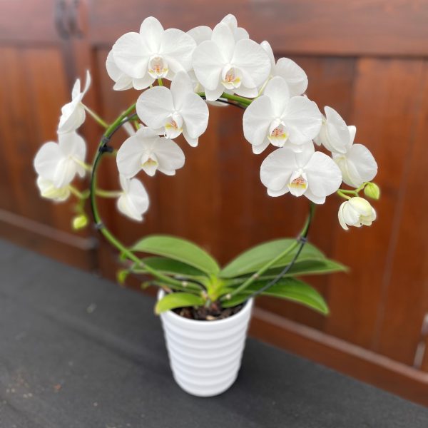 Orchids Archives - TERRA Greenhouses