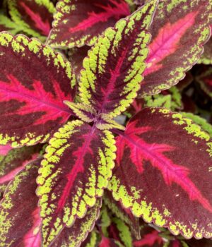 Home - TERRA Greenhouses