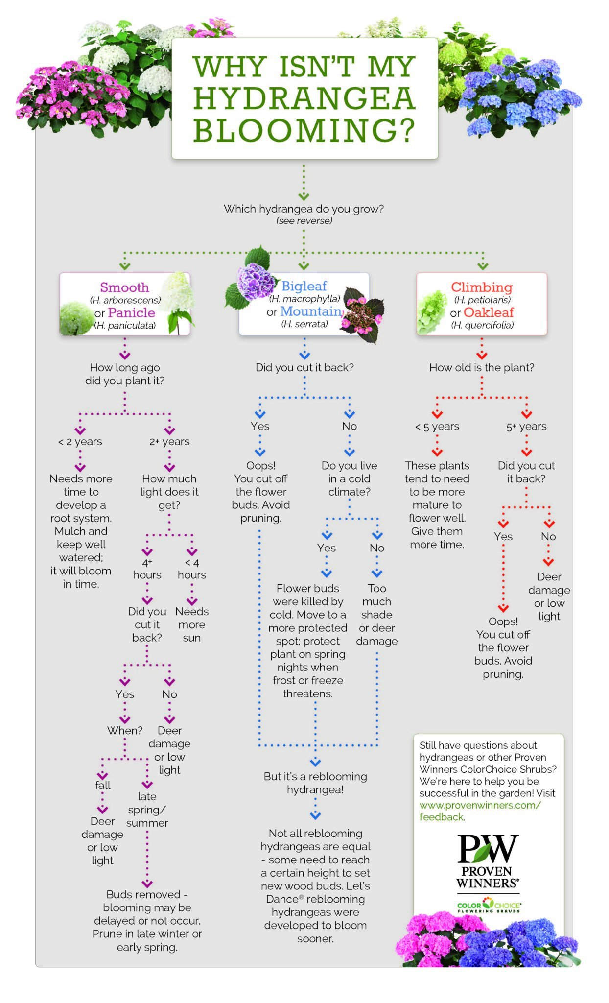 Growing Hydrangeas - A Guide For Gardeners - TERRA Greenhouses