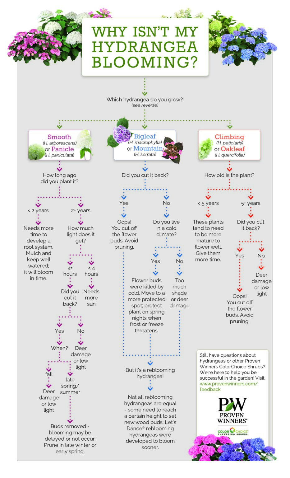 Growing Hydrangeas - A Guide For Gardeners - TERRA Greenhouses
