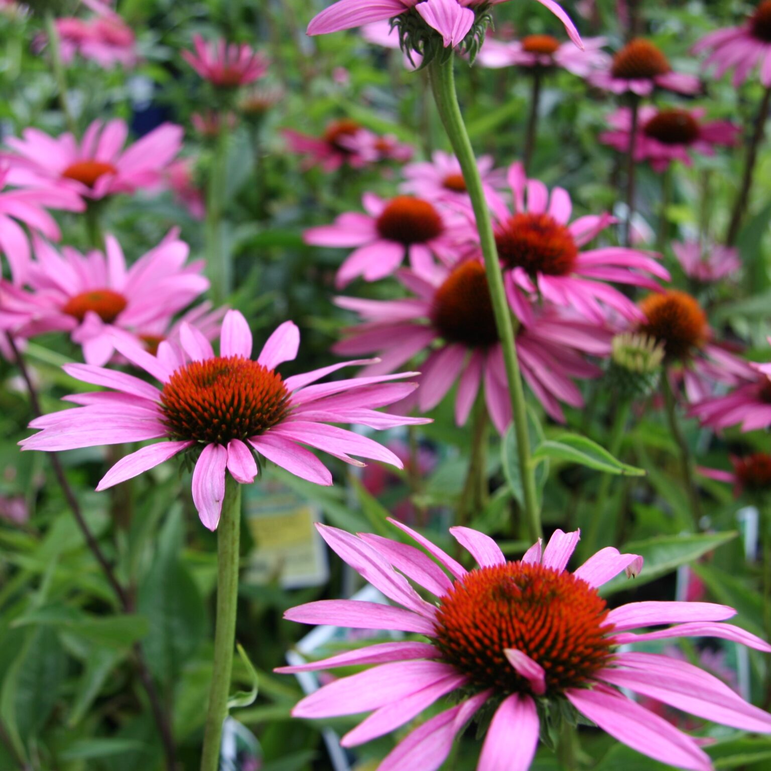Perennials - TERRA Greenhouses
