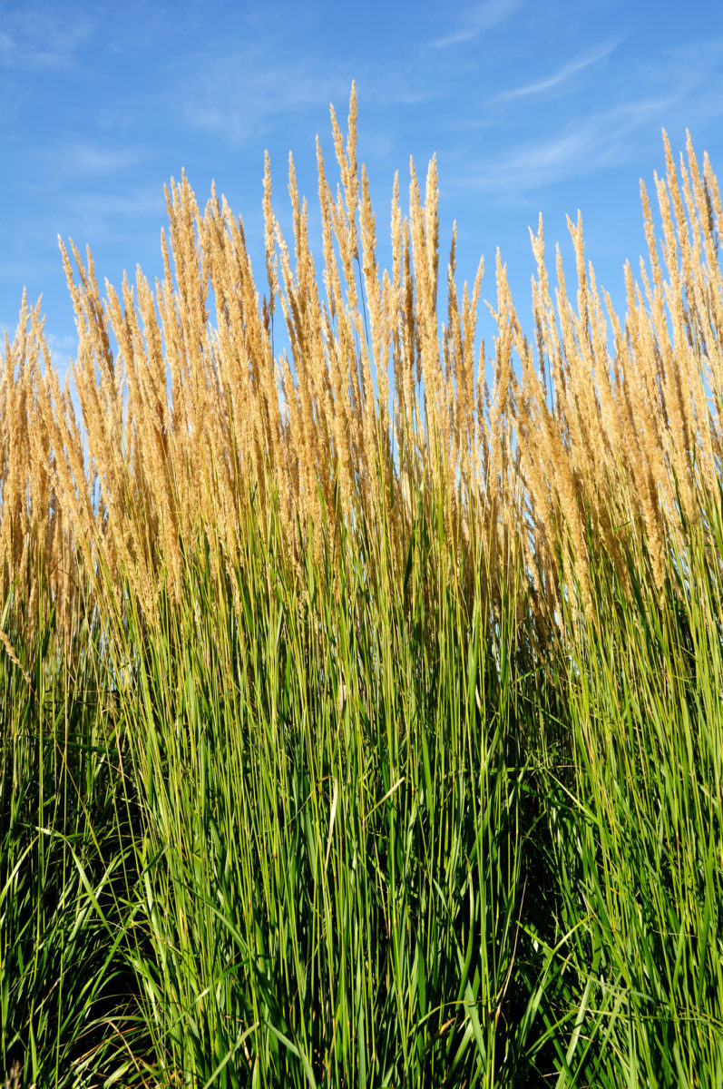 Your Guide To Ornamental Grasses - TERRA Greenhouses