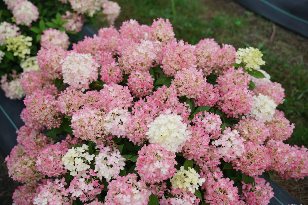 Hydrangea pan. Fire Light Tidbit 2gal by Proven Winners - TERRA Greenhouses