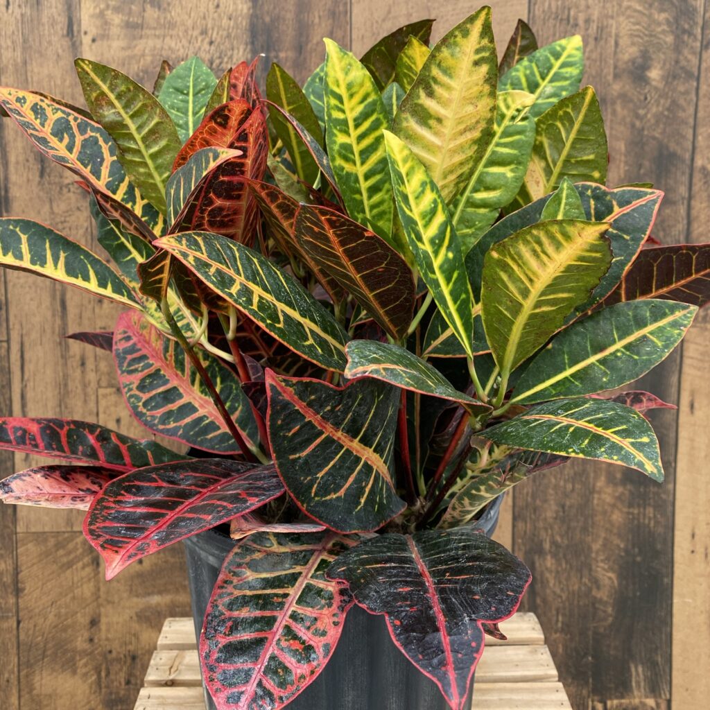 Croton 'Petra' (10" pot) - TERRA Greenhouses