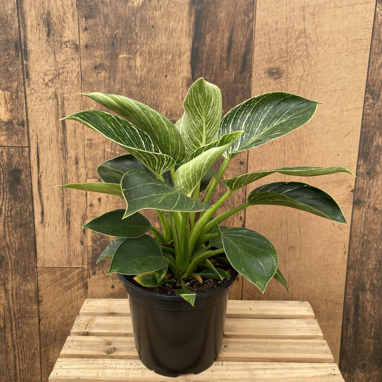 Philodendron 'Birkin' (6" pot) - TERRA Greenhouses