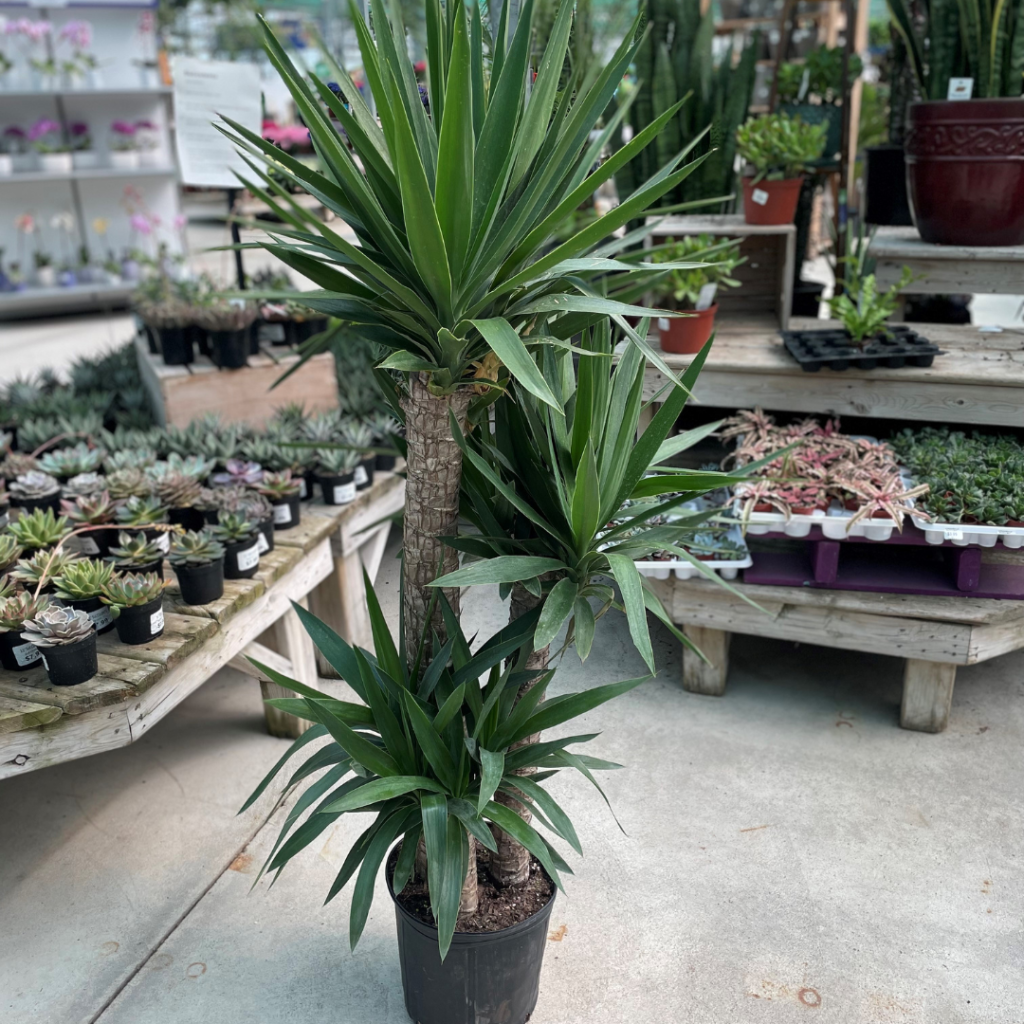 Yucca Cane 3-2-1 - TERRA Greenhouses