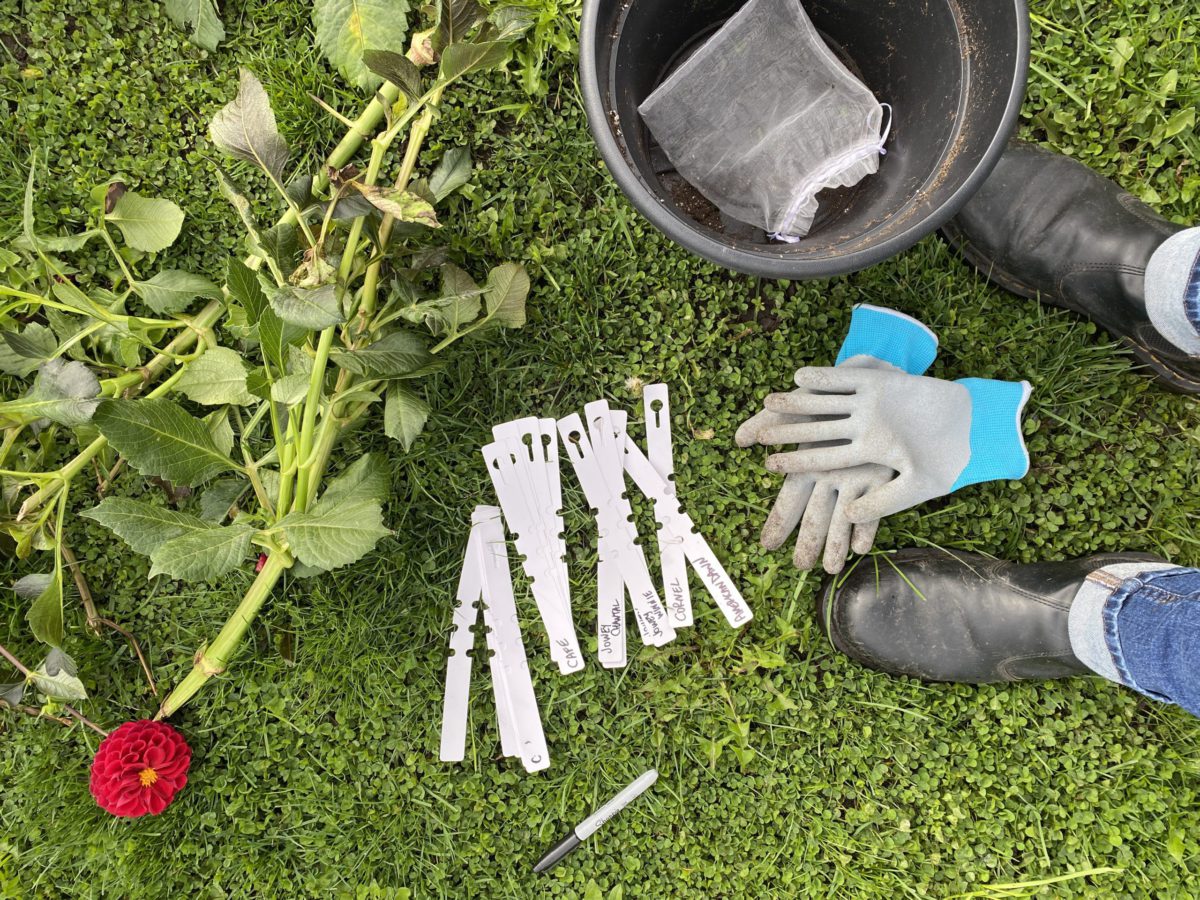 How To Dig & Store Dahlias For Winter - TERRA Greenhouses