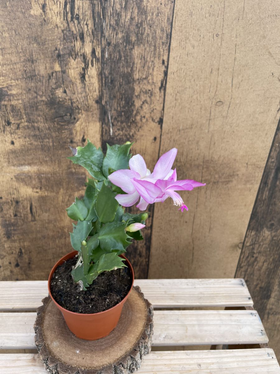 4" Christmas Cactus (Zygo) - TERRA Greenhouses