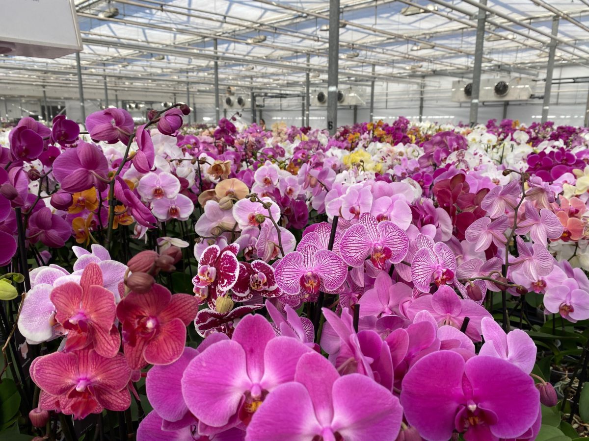 How To Grow Orchids At Home - TERRA Greenhouses