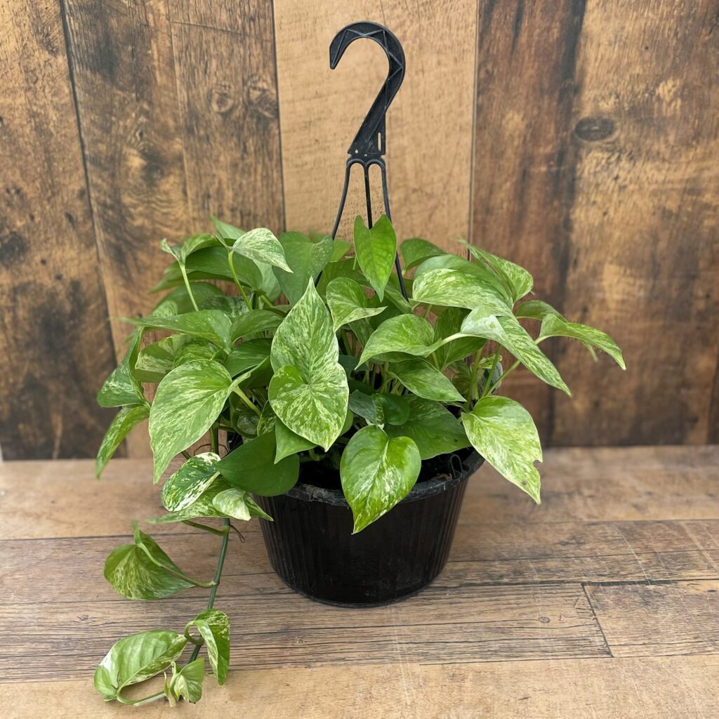 10" Pothos 'Marble Queen' Hanging Basket - TERRA Greenhouses