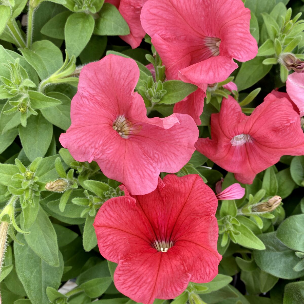 4" pot Annual Flowers - TERRA Greenhouses