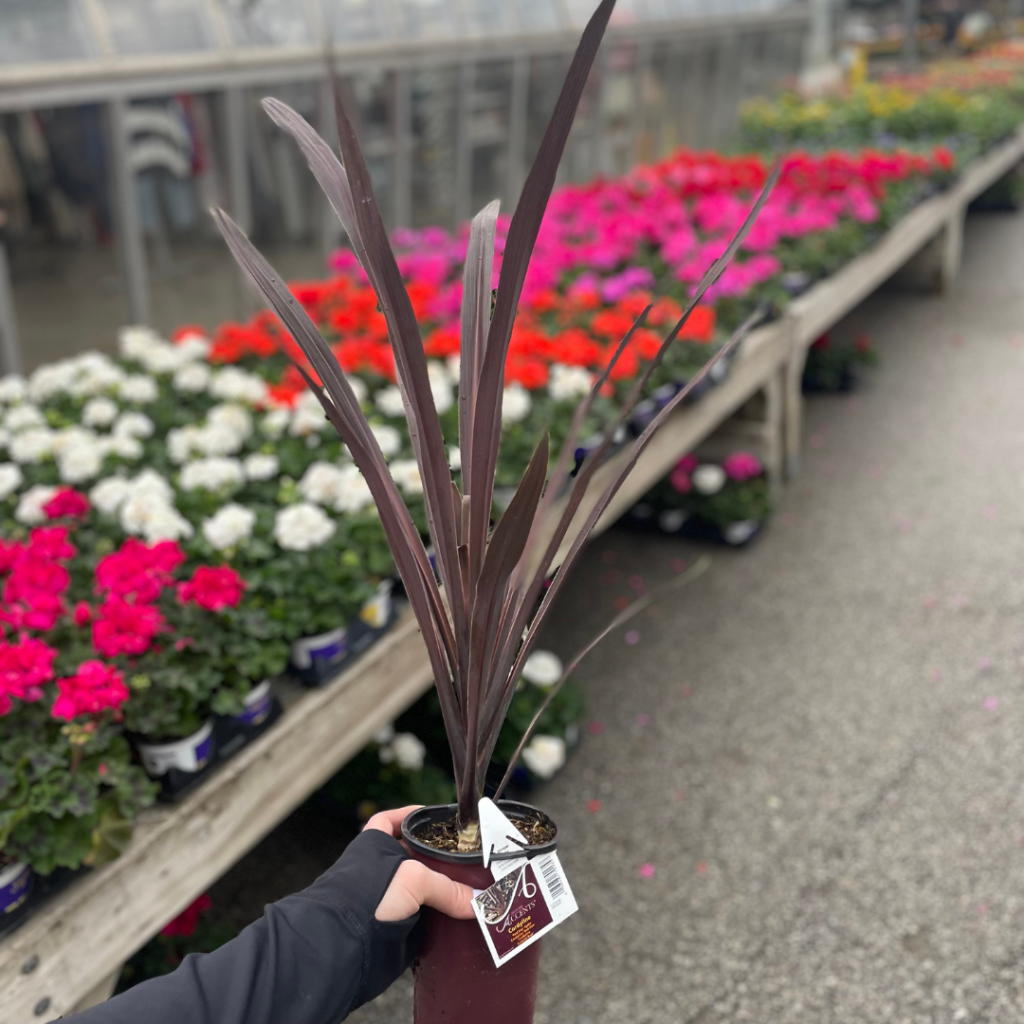 Fall Colour - TERRA Greenhouses