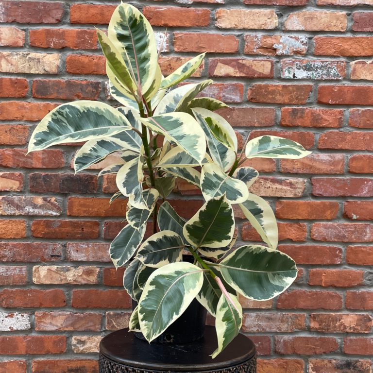 Ficus 'Tineke' (multiple sizes available) - TERRA Greenhouses
