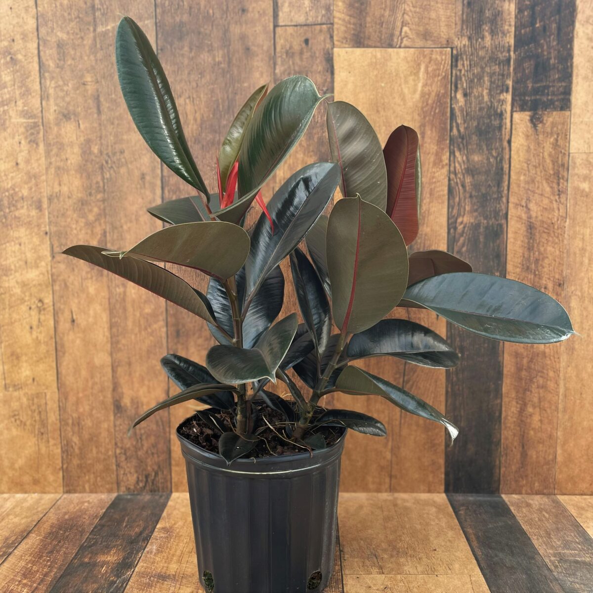 Ficus elastica 'Burgundy' (multiple sizes available) - TERRA Greenhouses