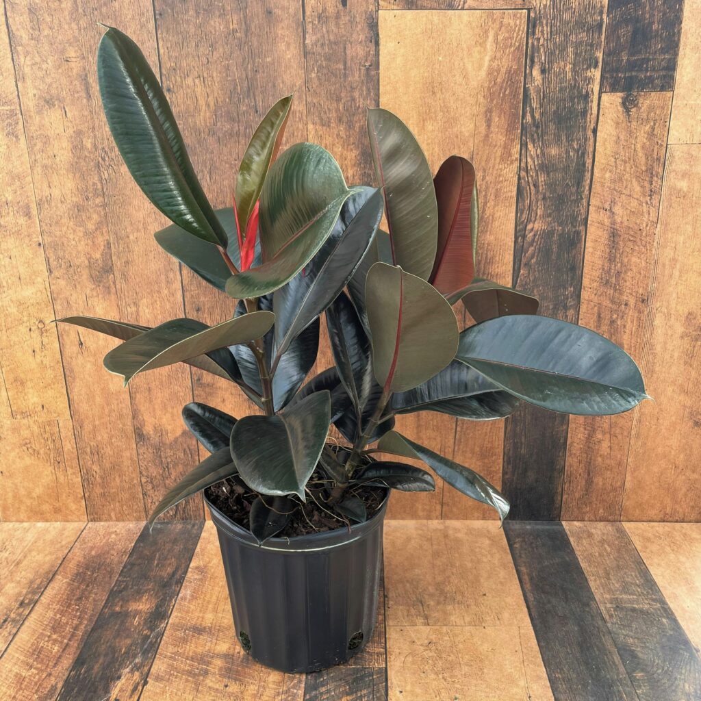 Ficus elastica 'Burgundy' (multiple sizes available) - TERRA Greenhouses