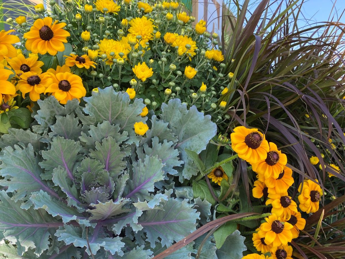 Your Guide to Fall Flowers & Seasonal Plants - TERRA Greenhouses