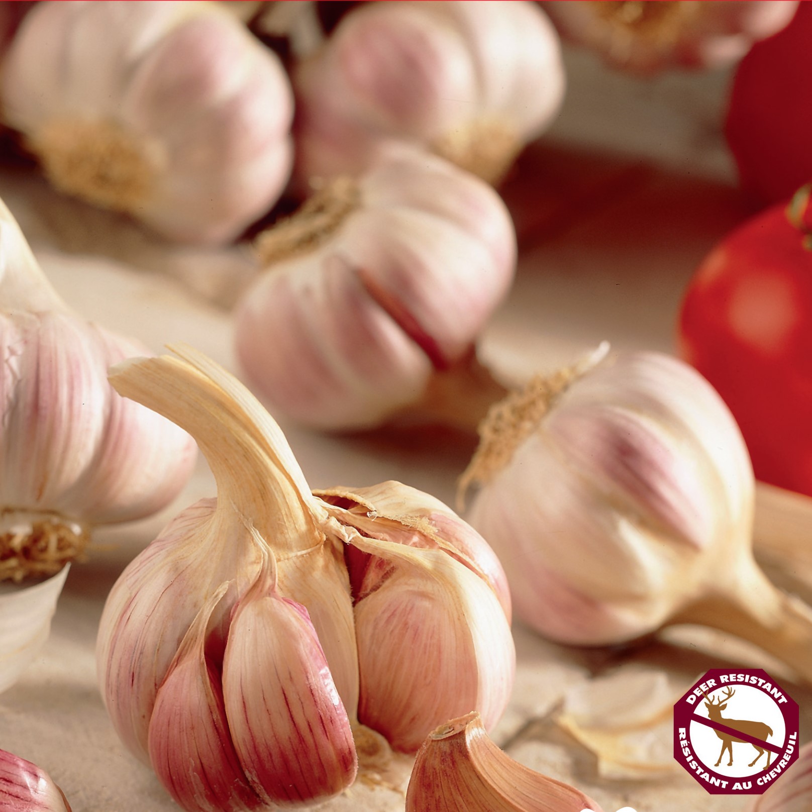 Edible Plants - TERRA Greenhouses