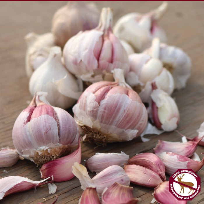 Edibles Archives - TERRA Greenhouses