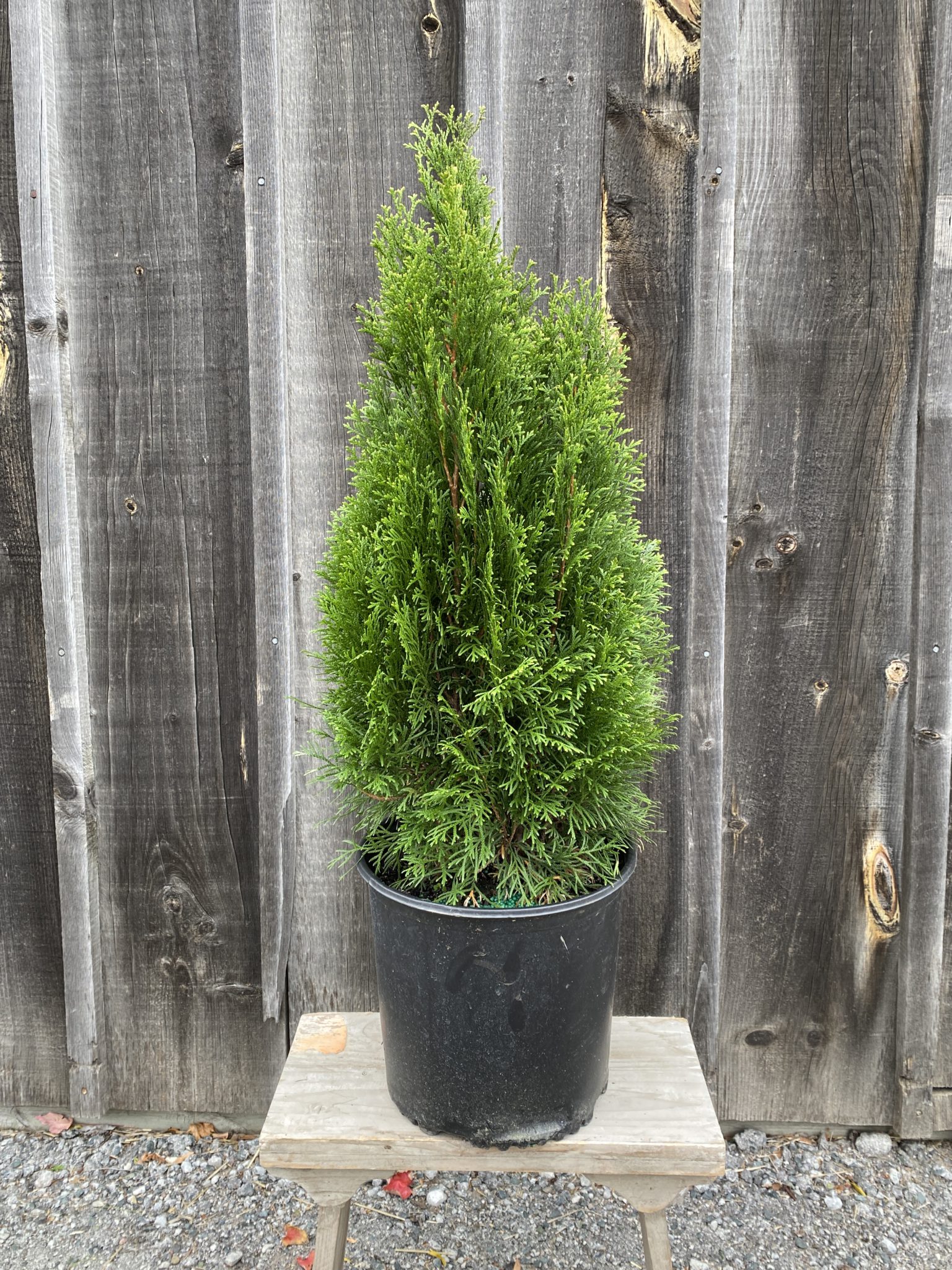 Cedar - Emerald 3gal - TERRA Greenhouses