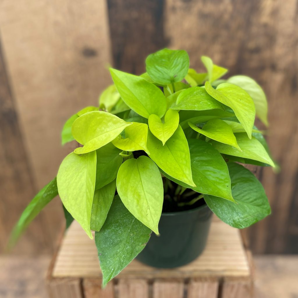 Pothos 'Neon' (6" pot) - TERRA Greenhouses