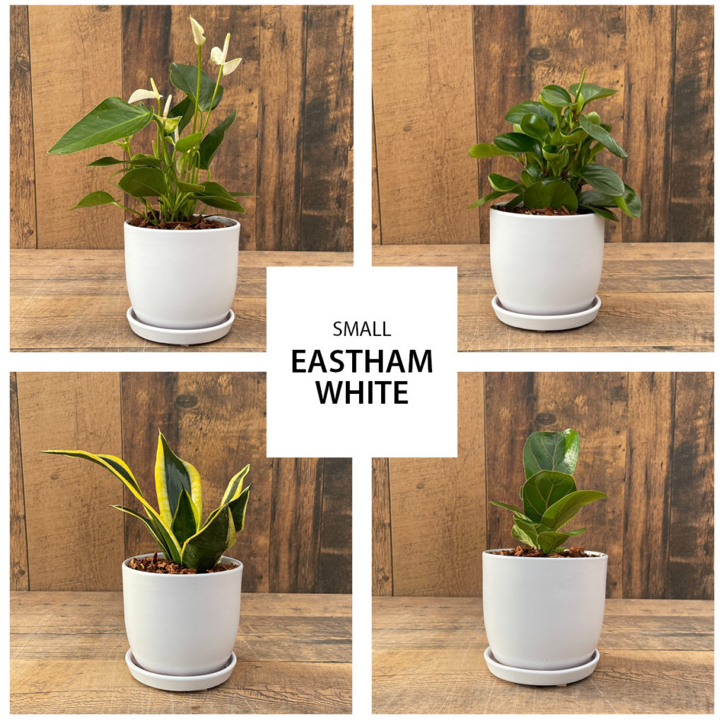 Eastham White Urban Tropical Collection (small) - TERRA Greenhouses