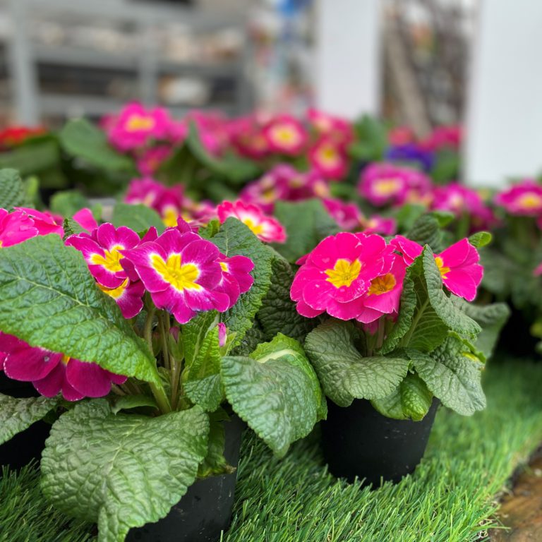 Potted Flowers - TERRA Greenhouses
