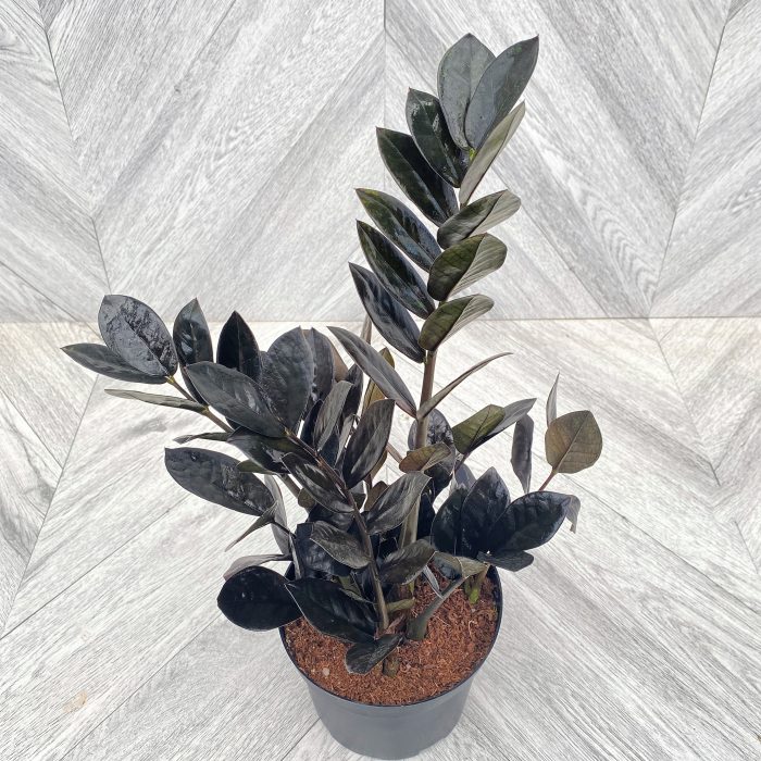 Tropical Houseplants Archives - Page 2 of 4 - TERRA Greenhouses