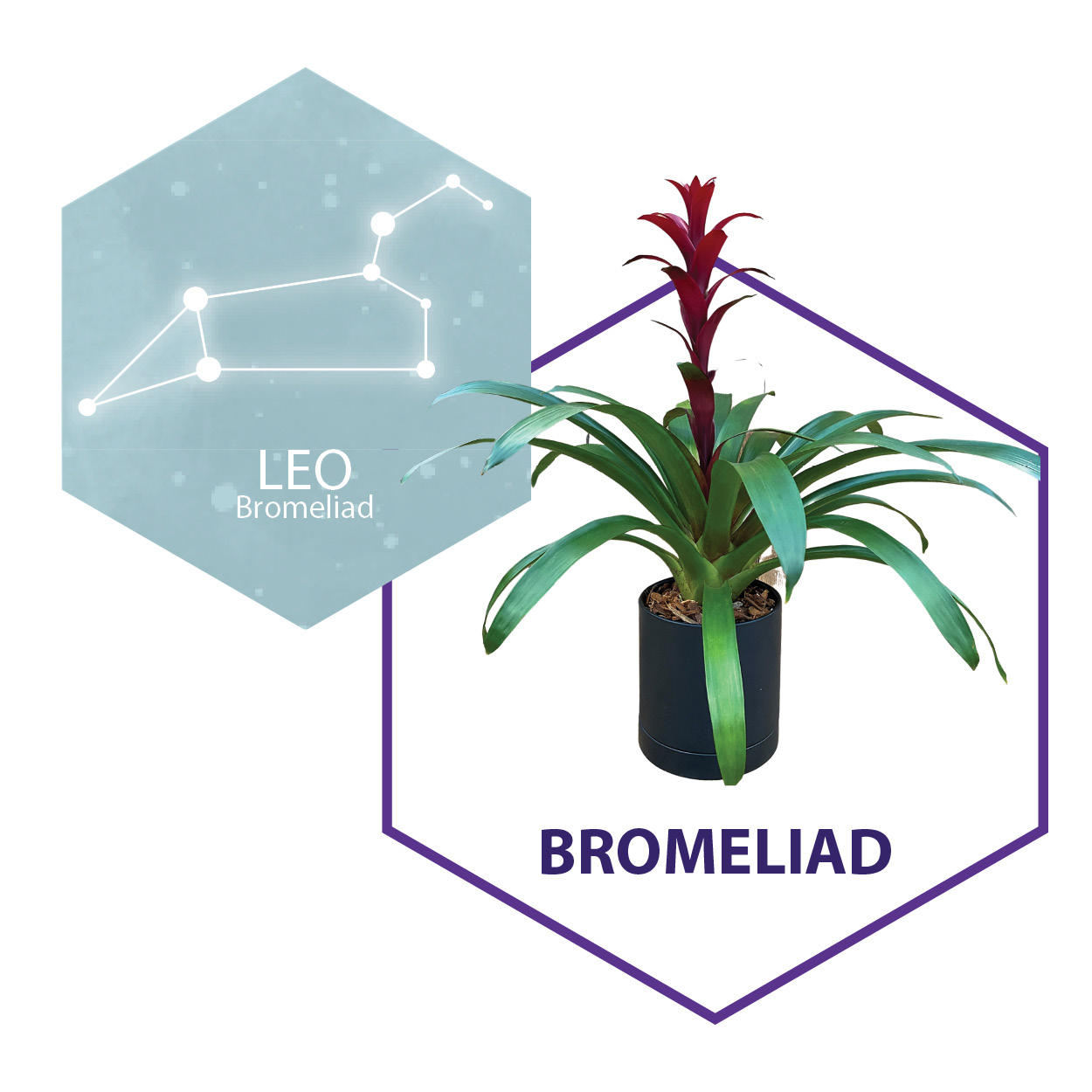 Your Perfect Plant by Zodiac Sign - TERRA Greenhouses