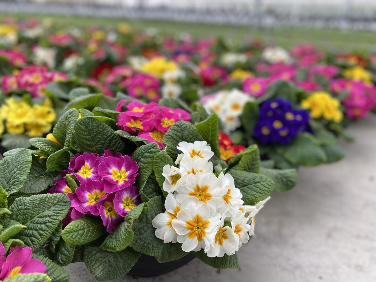 How to Grow Potted Spring Flowers at Home - TERRA Greenhouses