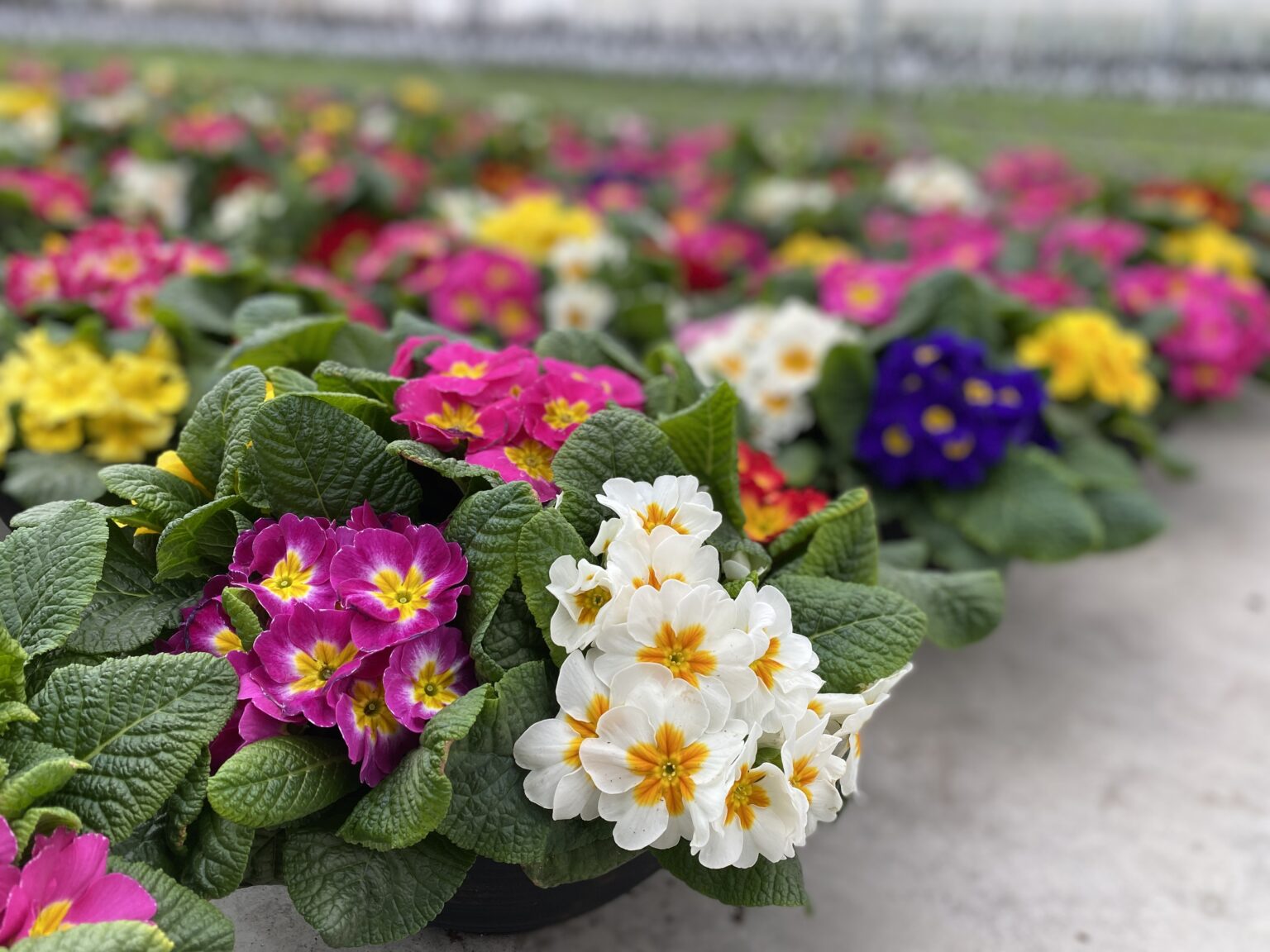 How to Grow Potted Spring Flowers at Home - TERRA Greenhouses