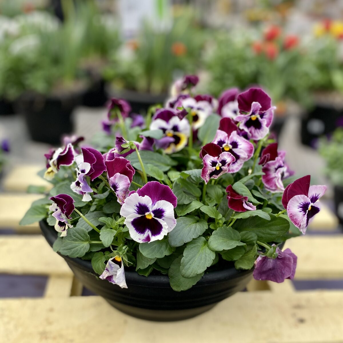 Seasonal Annual Flowers - TERRA Greenhouses
