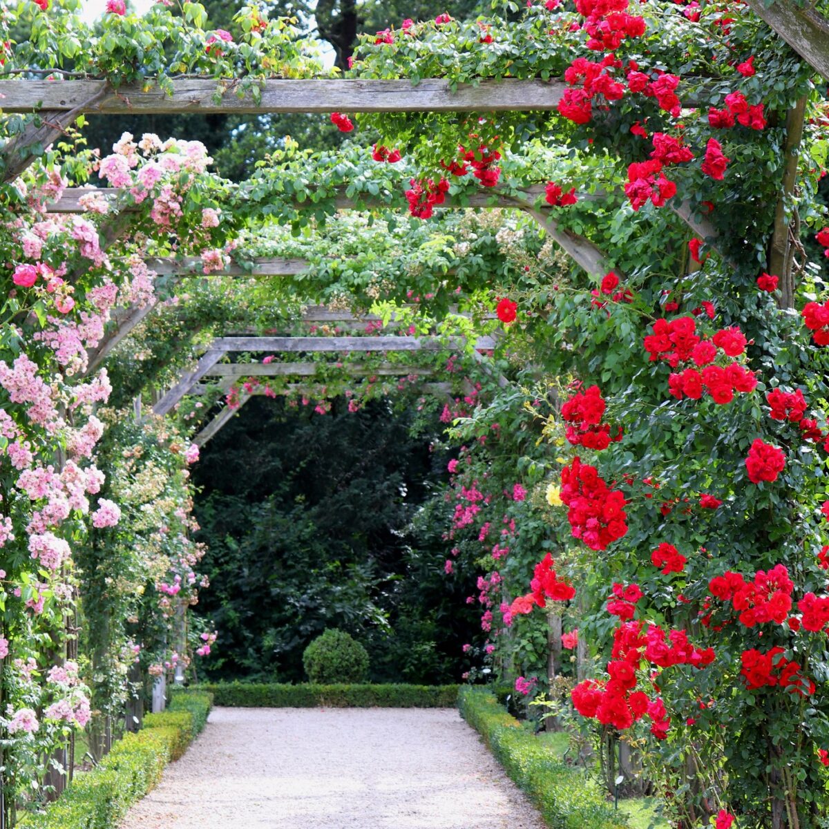 Roses - TERRA Greenhouses