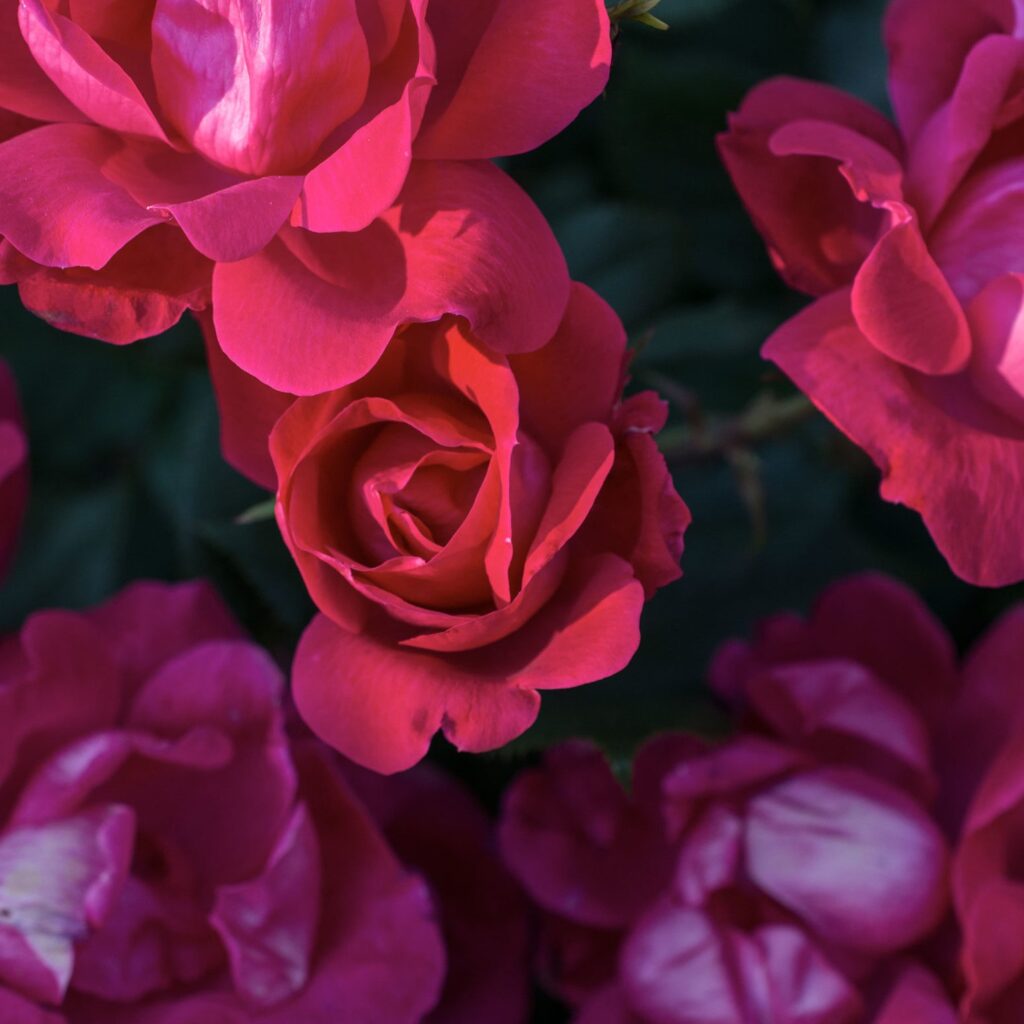 Roses - TERRA Greenhouses