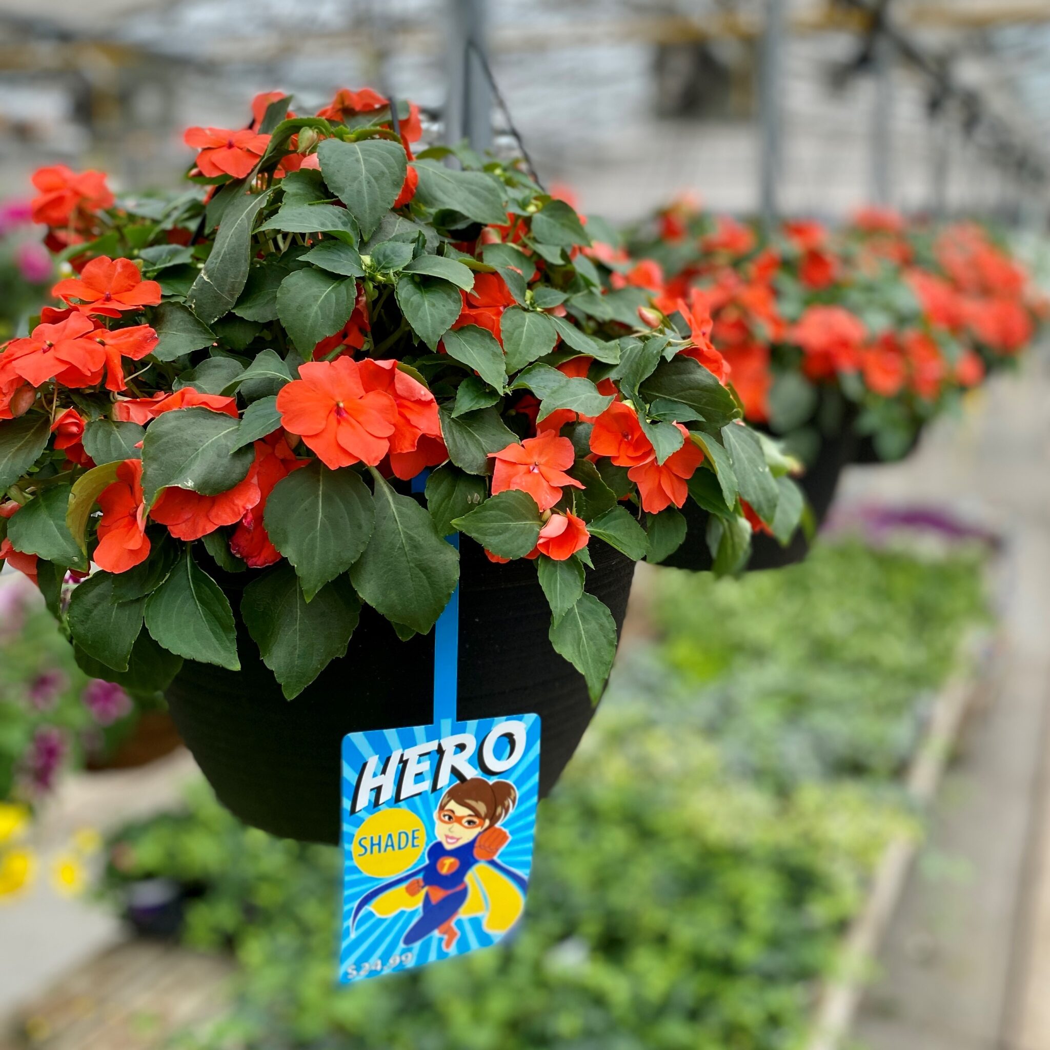 Hanging Baskets - TERRA Greenhouses