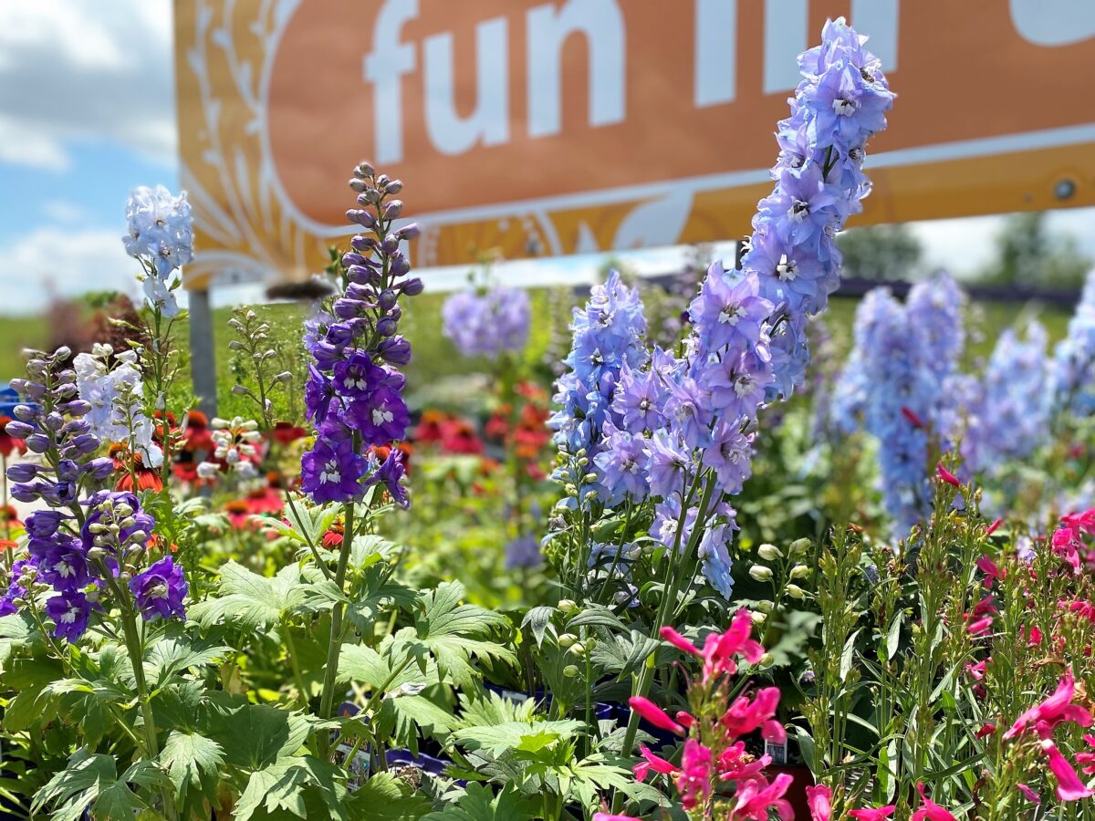 How to Get that JUNE BLOOM - TERRA Greenhouses