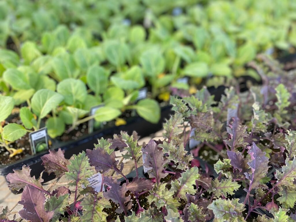 Veggie 4 Packs - TERRA Greenhouses