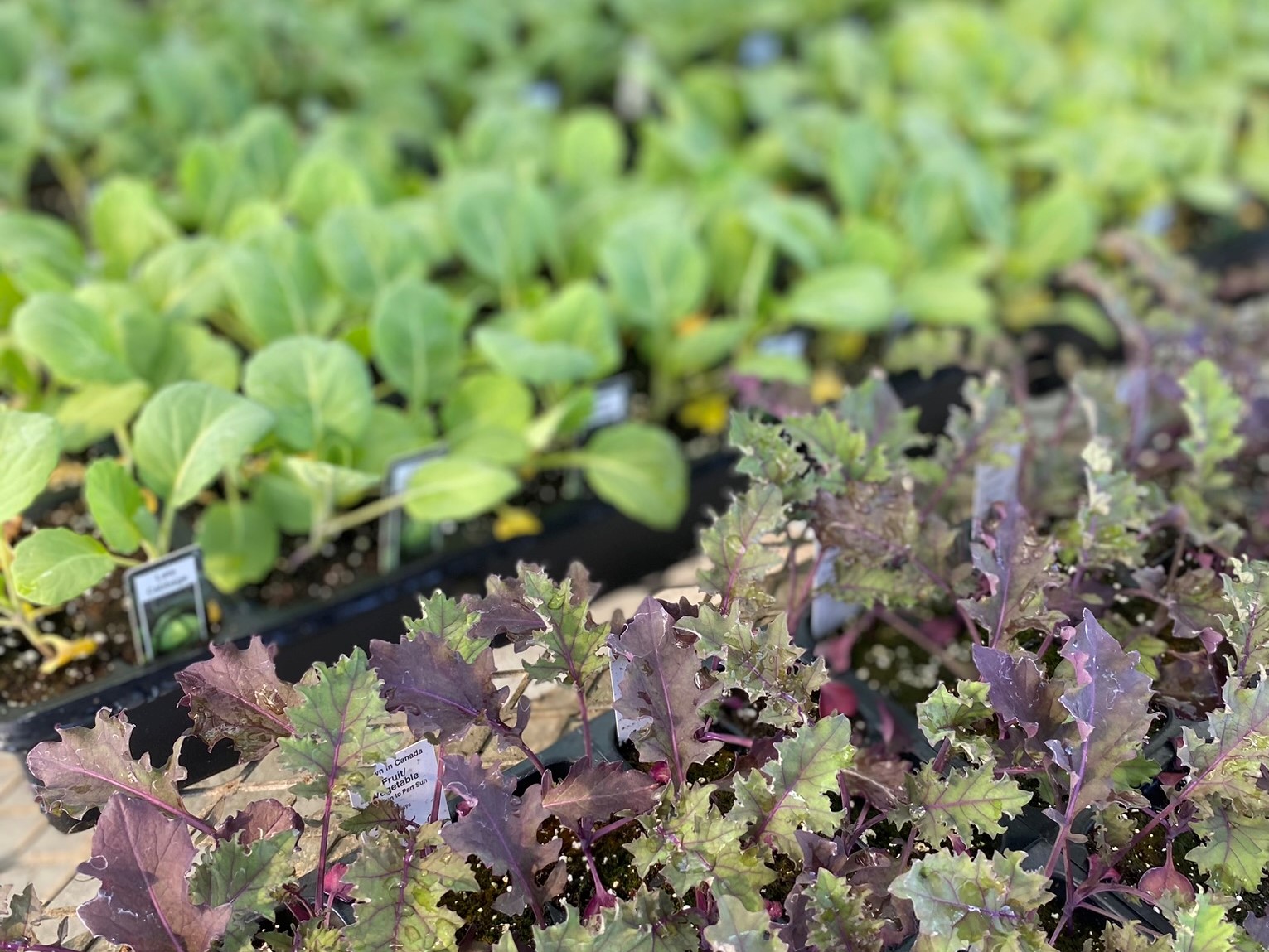 Veggie 4 Packs - TERRA Greenhouses