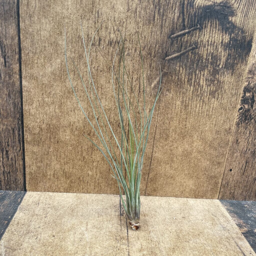 Juncifolia - TERRA Greenhouses