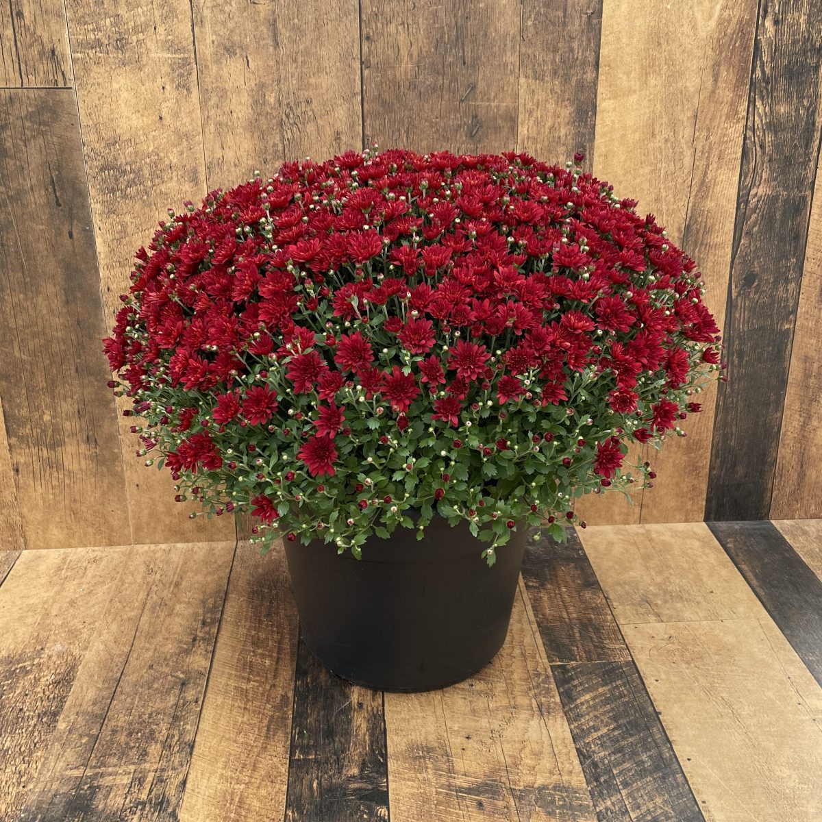 Fall Colour - TERRA Greenhouses