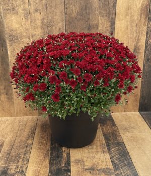 Home - TERRA Greenhouses