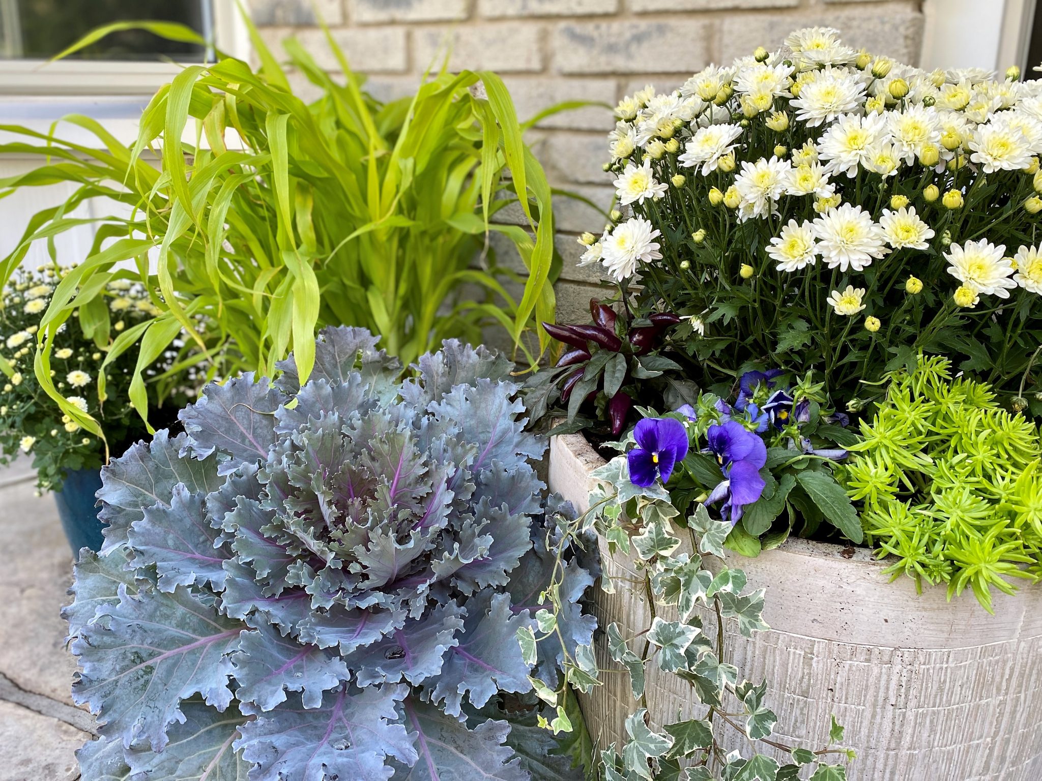 Your Guide to Fall Flowers & Seasonal Plants - TERRA Greenhouses