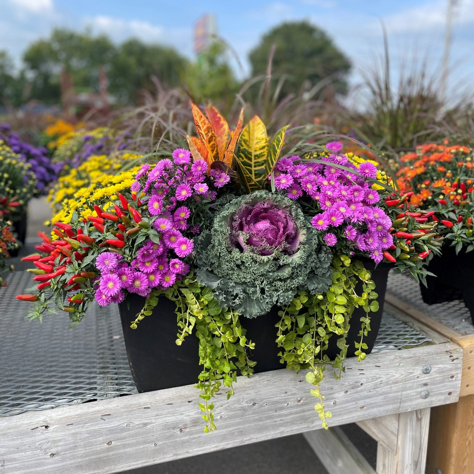 Seasonal Planters - TERRA Greenhouses