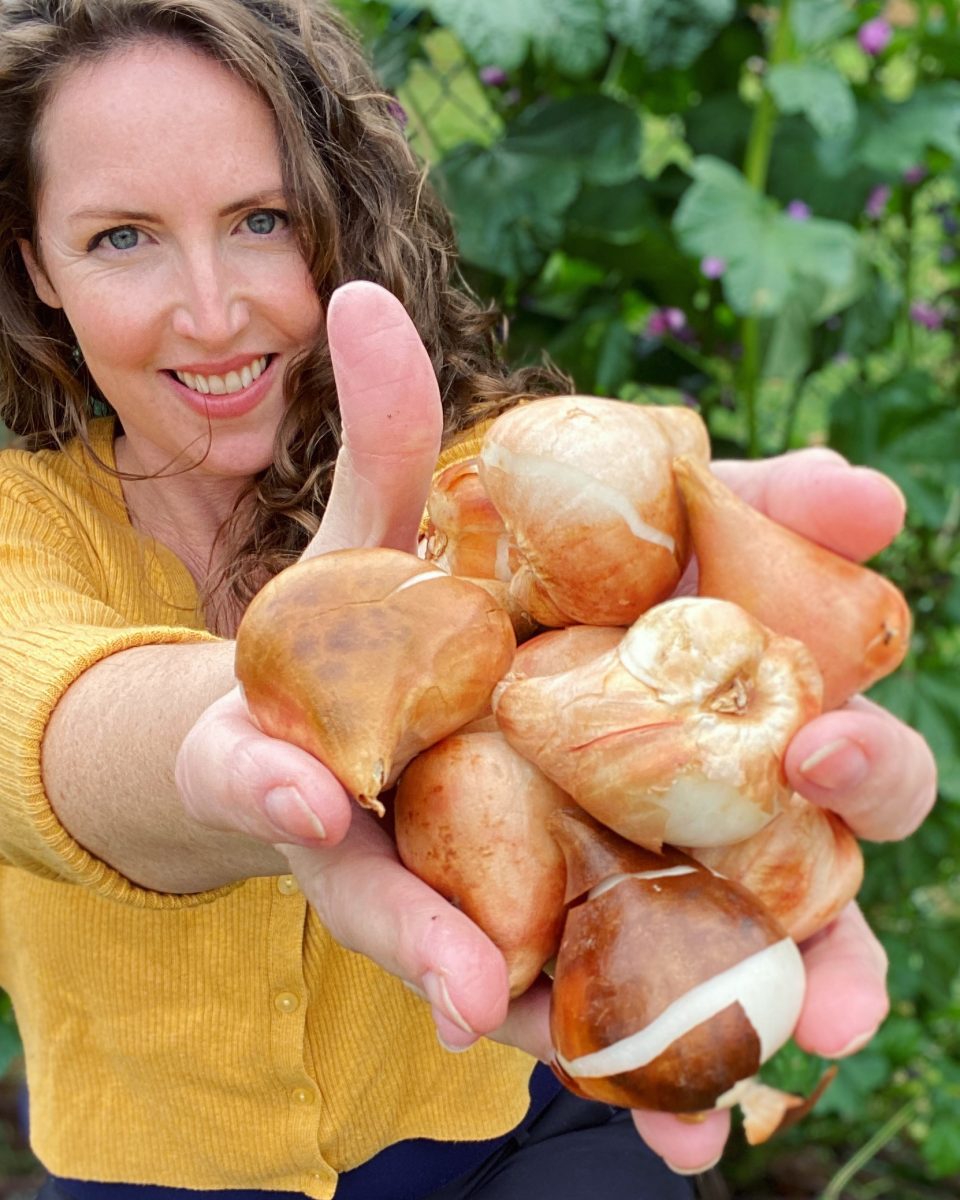 Your Guide to Fall Bulbs - TERRA Greenhouses
